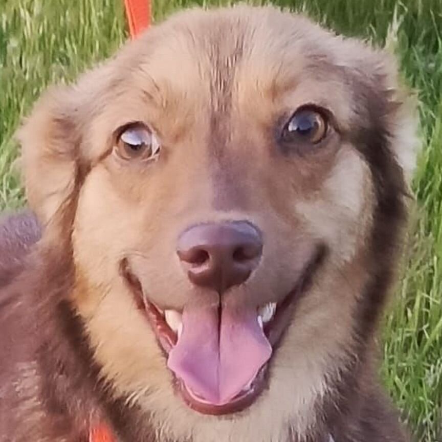 Рыжее счастье.Добрая и ласковая маленькая собачка