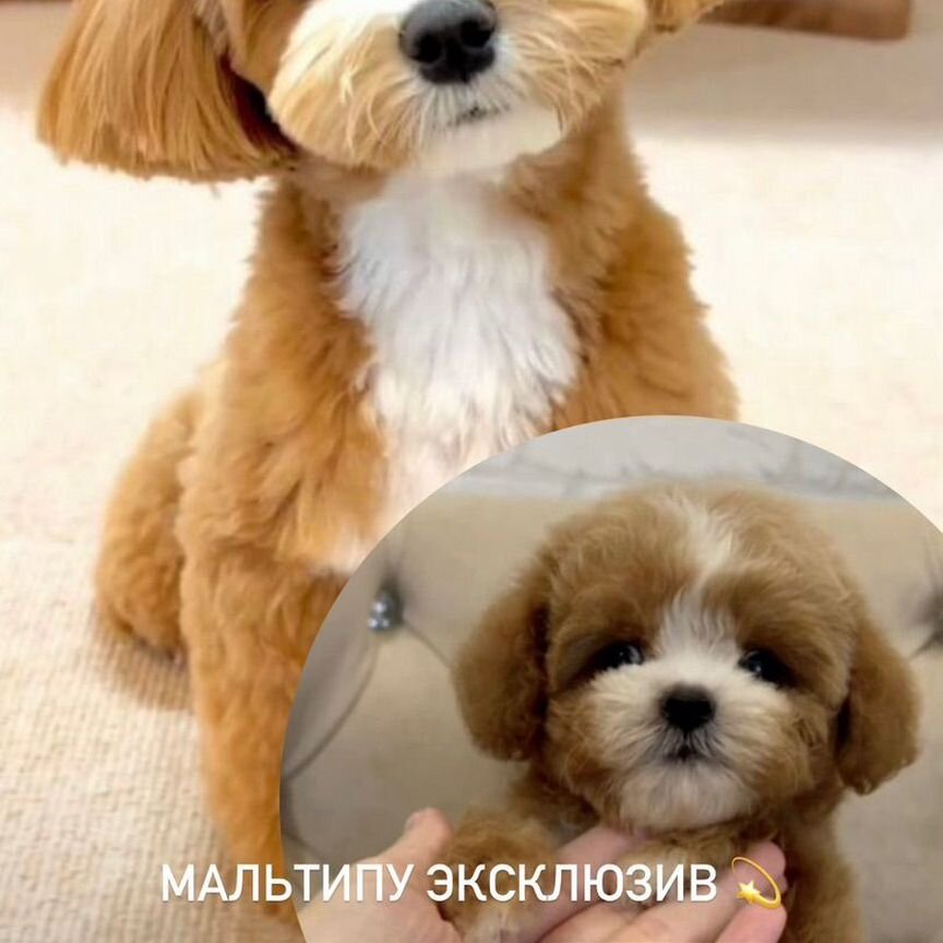 Мальтипу Эксклюзив