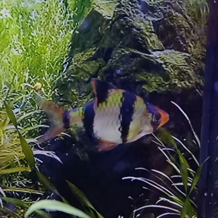 Барбус glofish