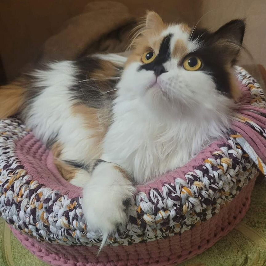 Шотландская кошка