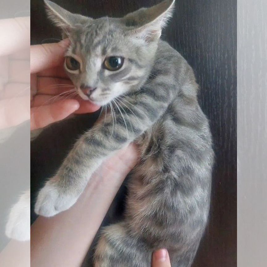 Спасите котеночка