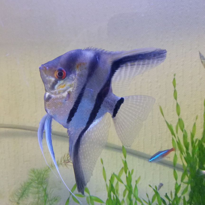 Скалярии манакапуру