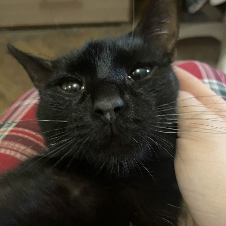 Котик в добрые руки