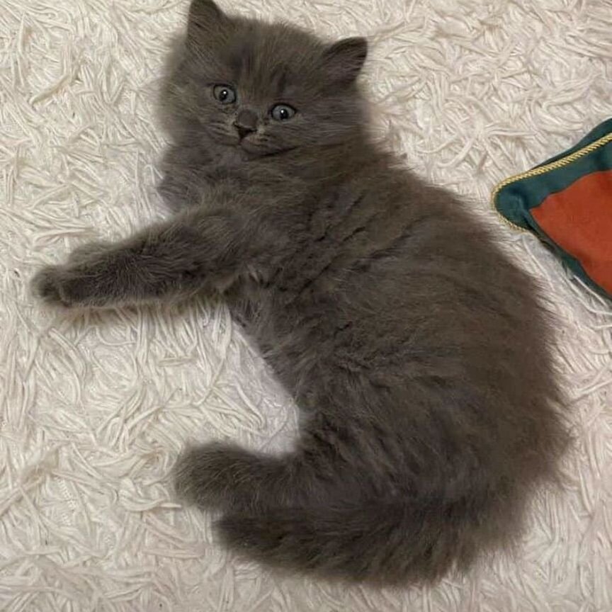 Длинношерстный британский котенок