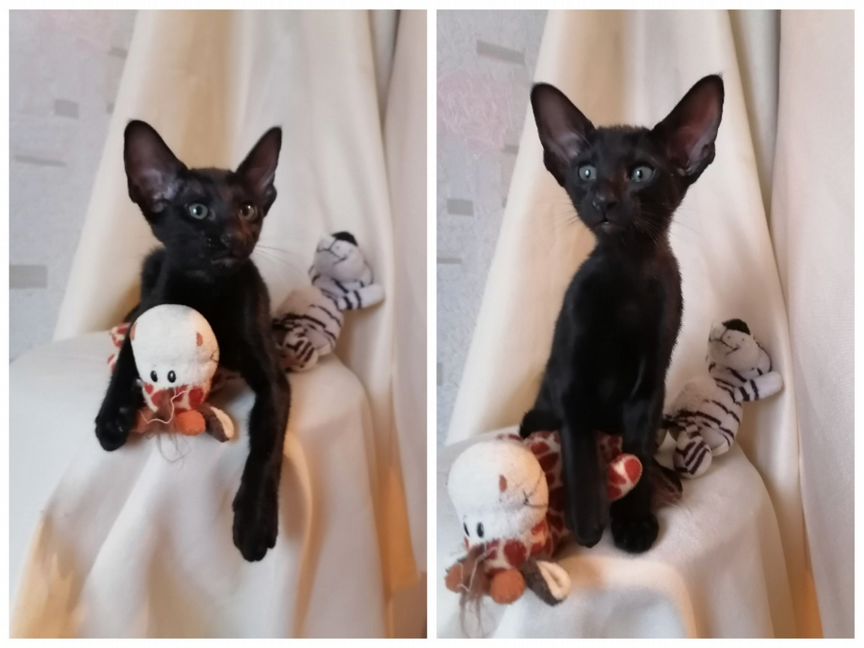 Ориентальные котята