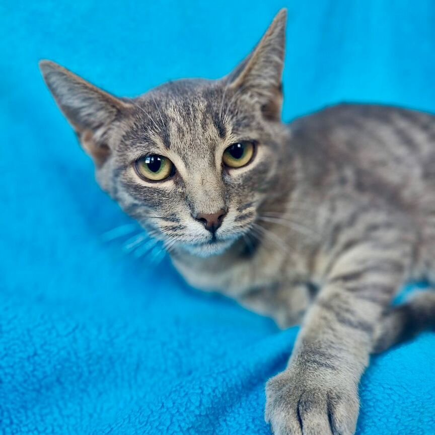 Котята в добрые руки мальчики