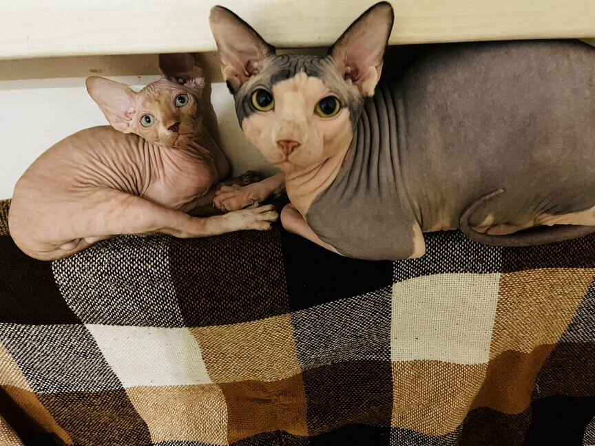 Канадский сфинкс котенок