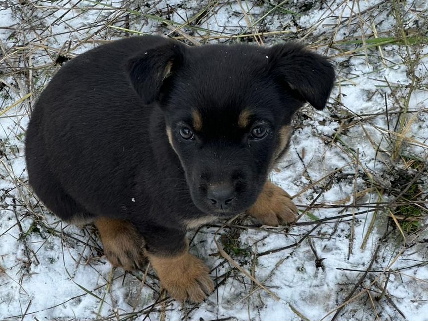 Щенки бесплатно