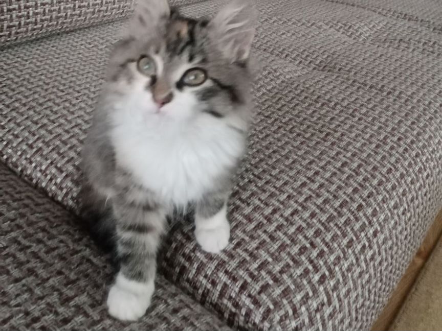 Кошка