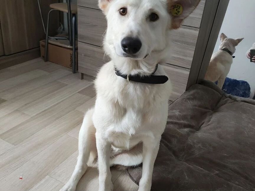 Собака Марта, возраст 1 год