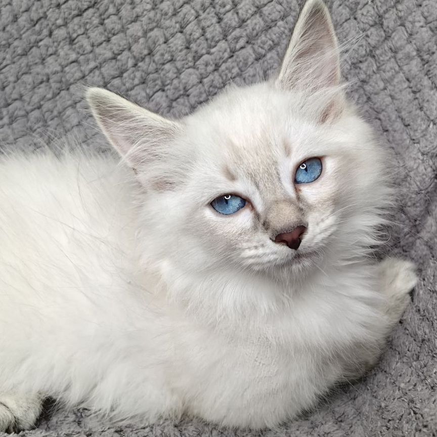 Котята невские маскарадные