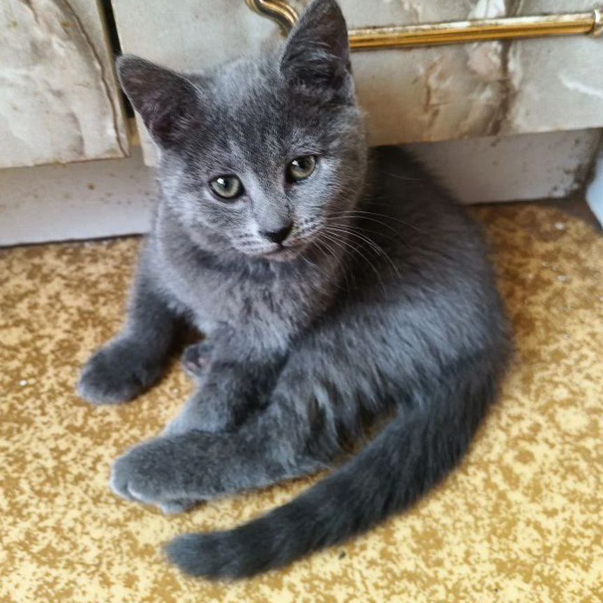 Британский короткошёрстный котёнок