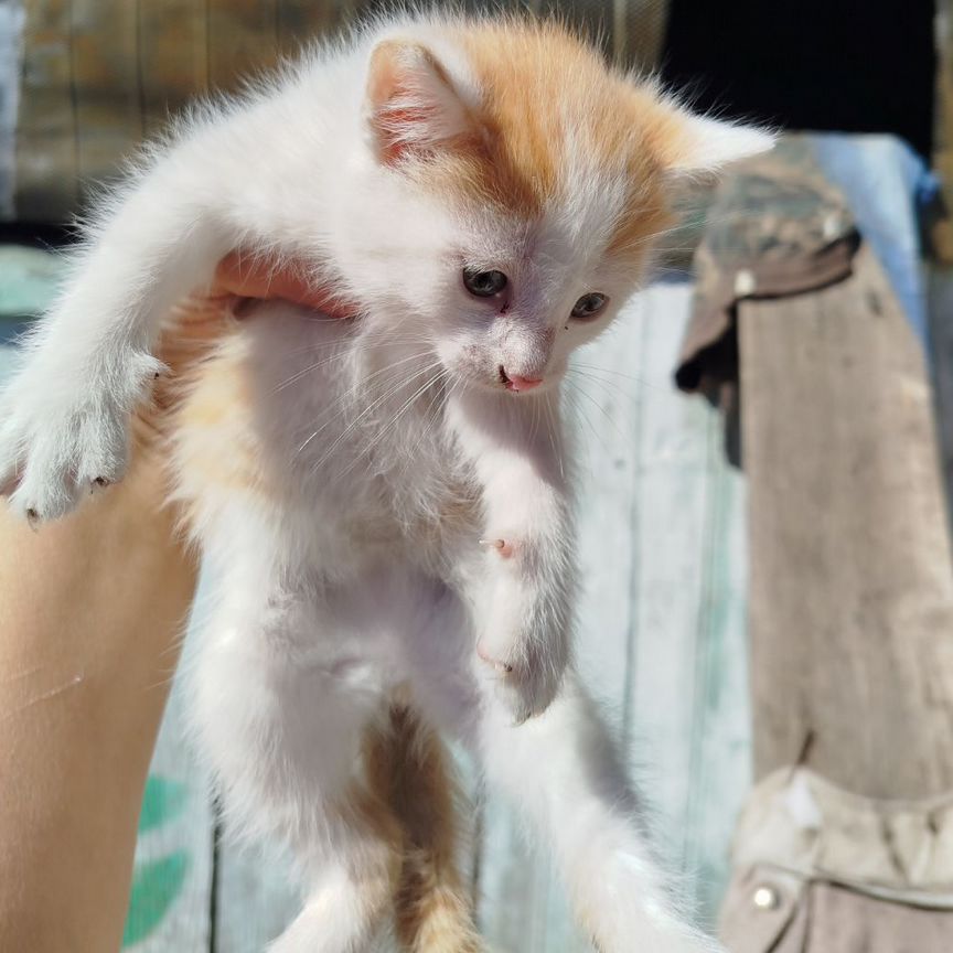 Котёнок в добрые руки