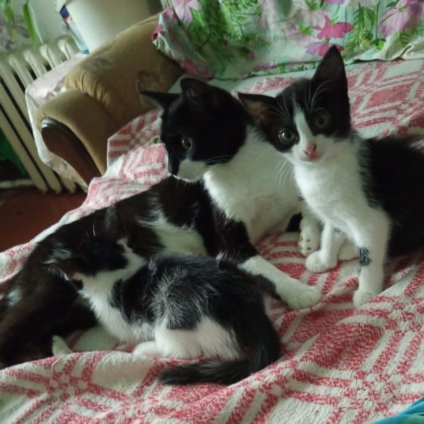Котята в добрые руки
