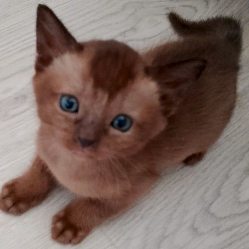 Бурманские котята