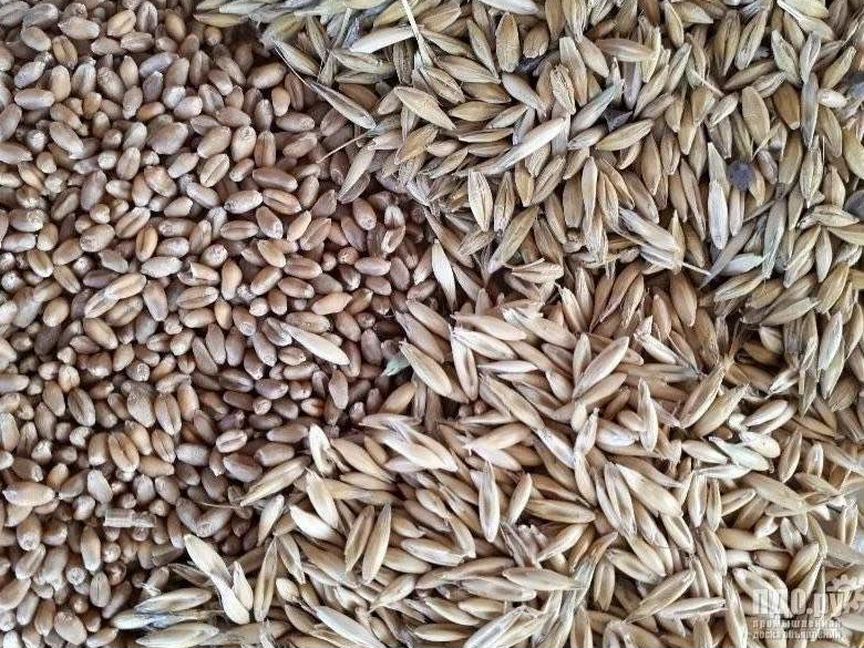 Пшеница, Ячмень, овес