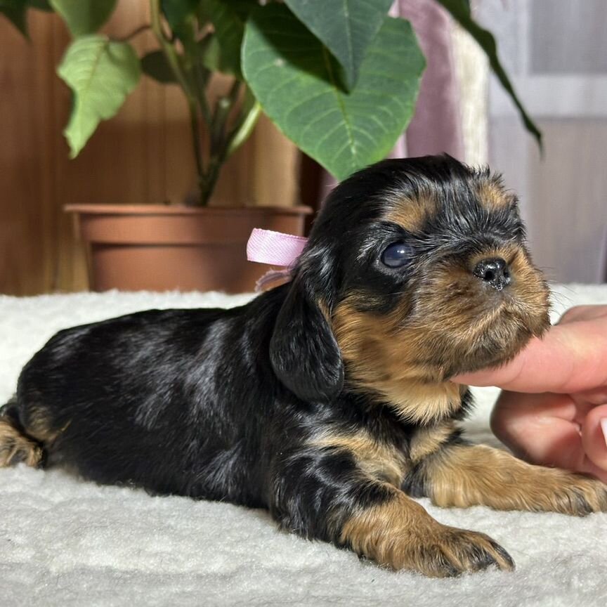 Кавалер кинг чарльз спаниель щенки