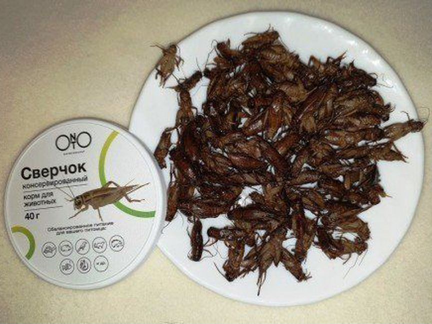 Замороженные сверчки двупятнистые