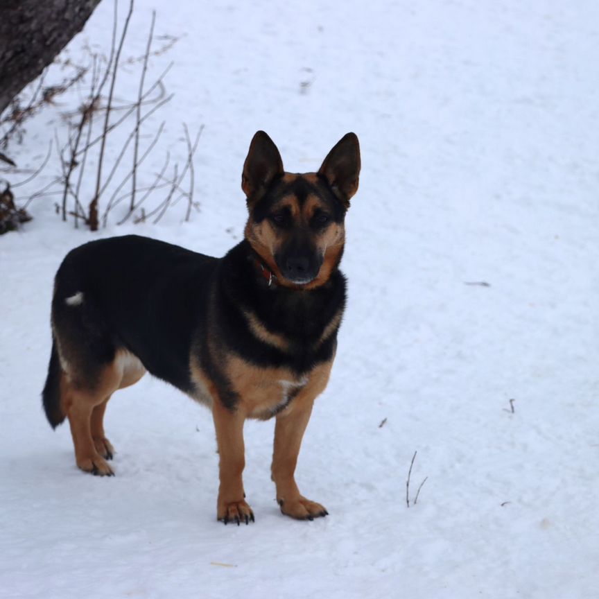 Коротколапая собачка