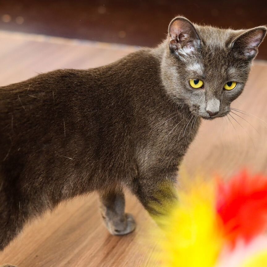 Шикарная Дымочка