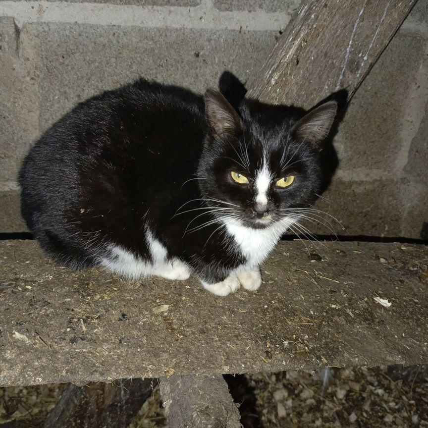 Котенок в добрые руки
