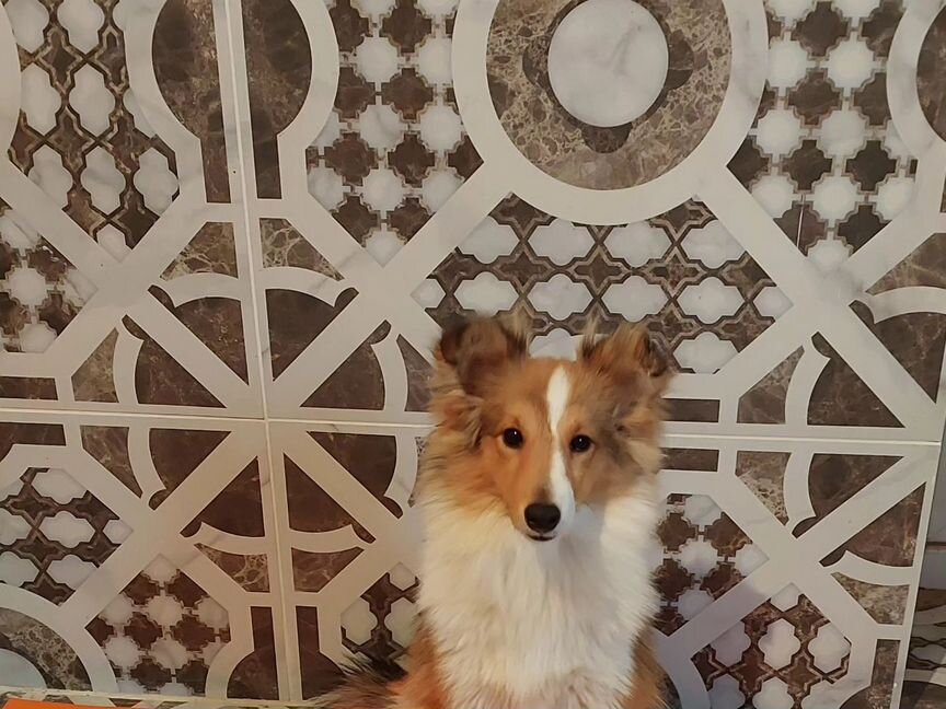 Щенки шелти