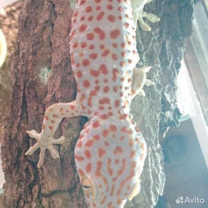 Геккон токи