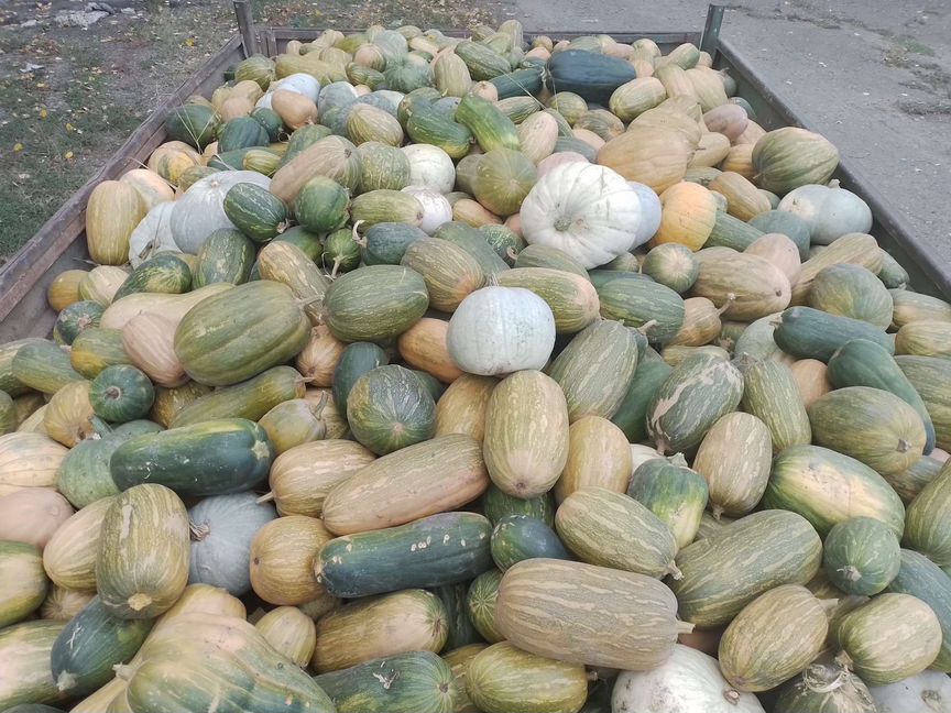 Мускатный + матильда