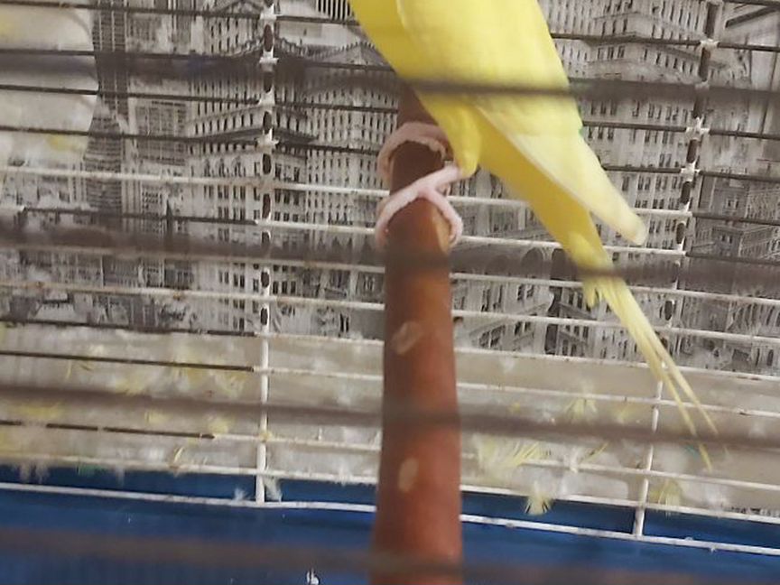 Отдам в добрые руки