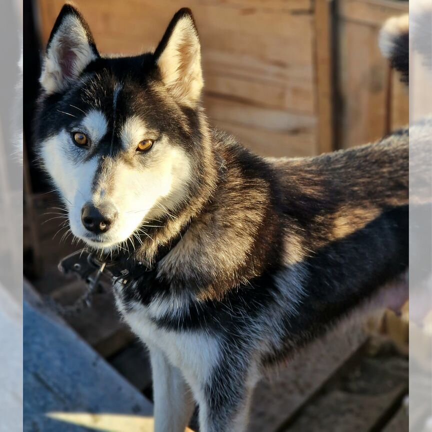 Щенки сибирской хаски