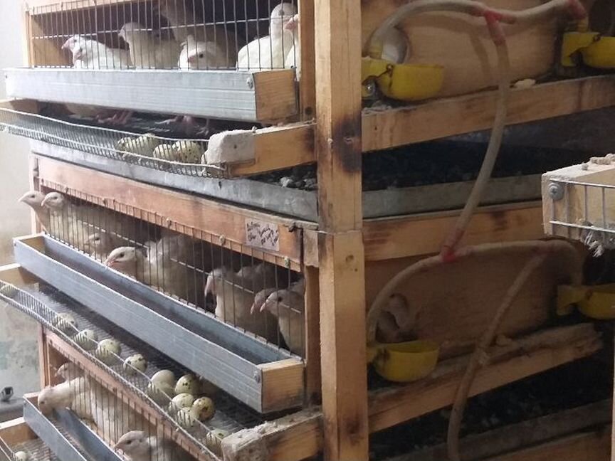 Перепела техасцы