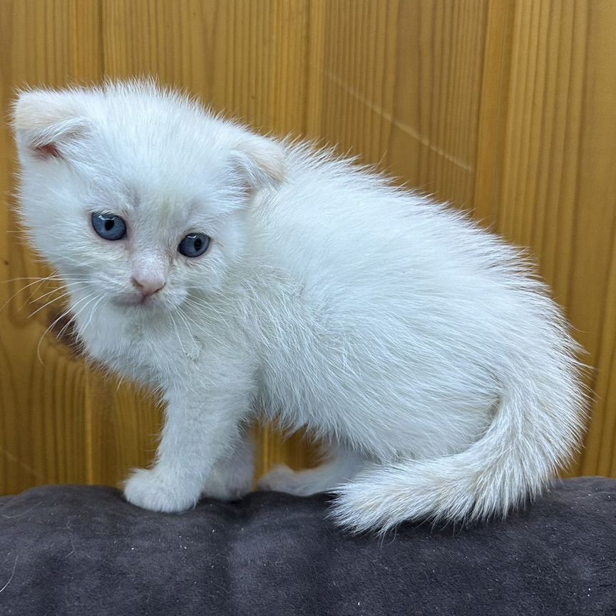 Британский вислоухий котик