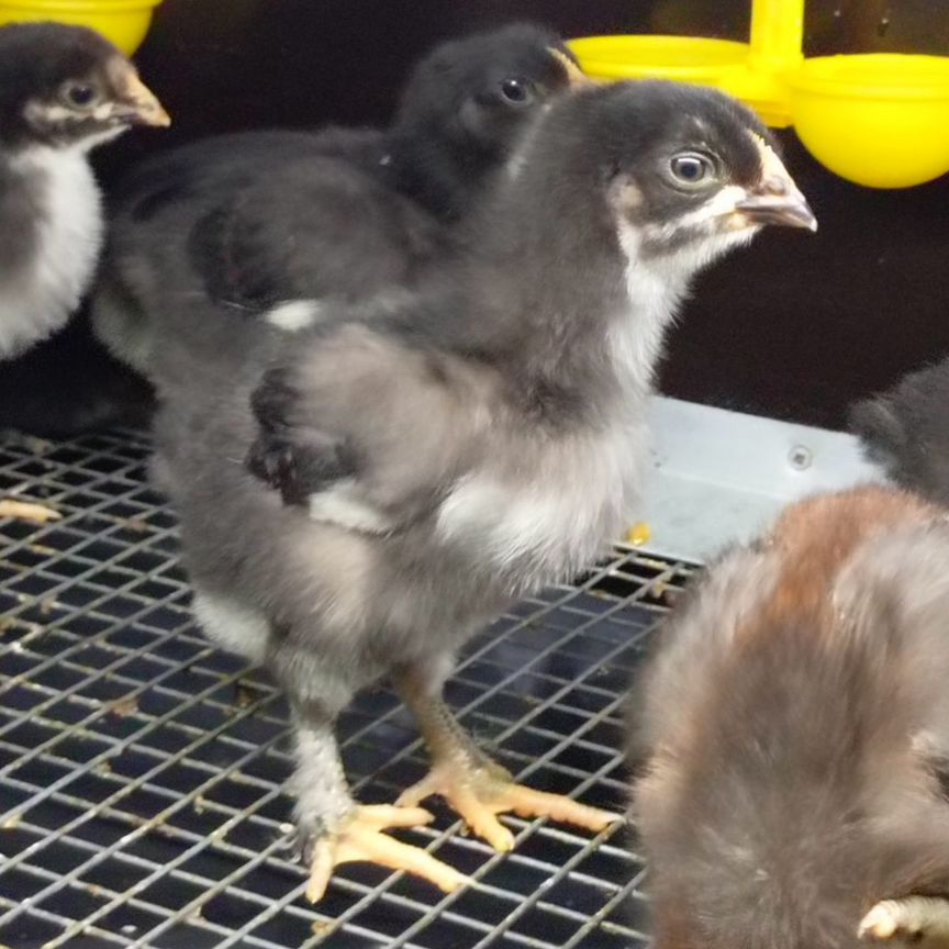 Цыплята несушки мясо-яичных пород