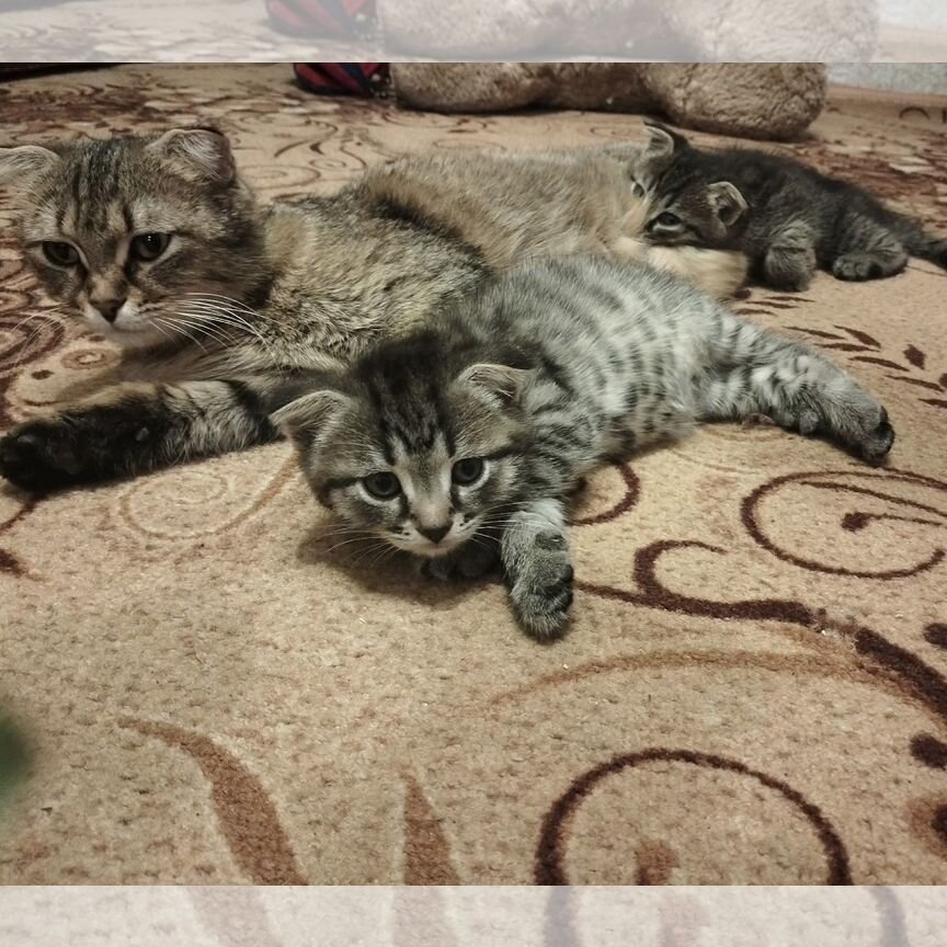 Шотландский вислоухий короткошёрстный котёнок