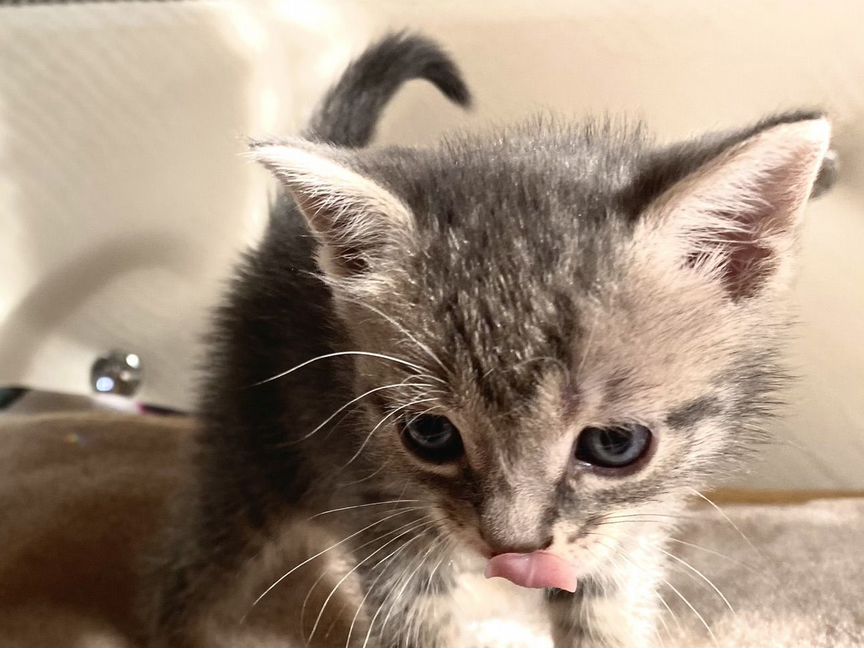 Котёнок (девочка) в добрые руки