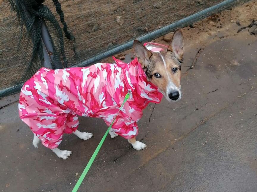 Новый дождевик для собак