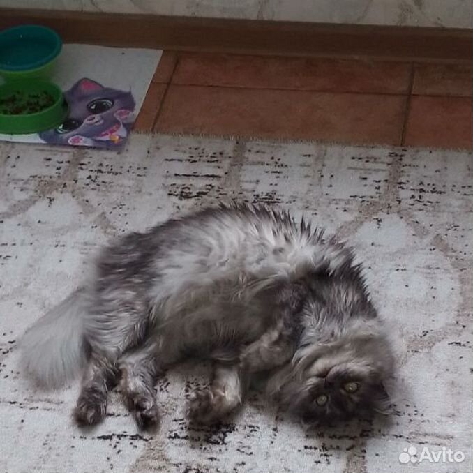 Потерялась кошка