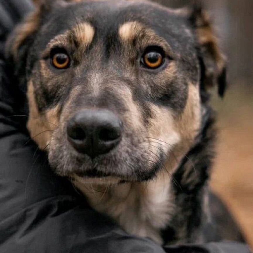 Взрослая собака в добрые руки