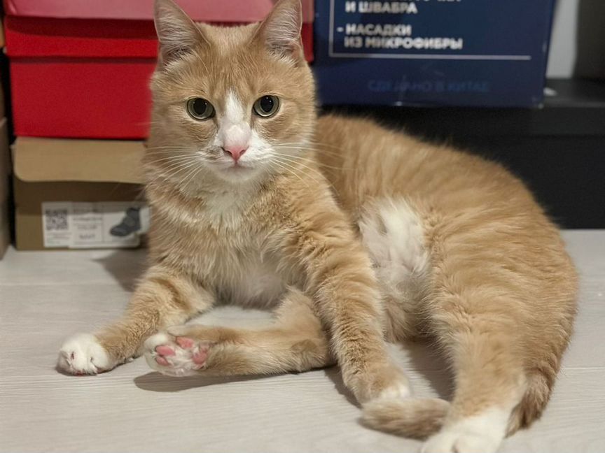 Молодой кастрированный кот, 1 год