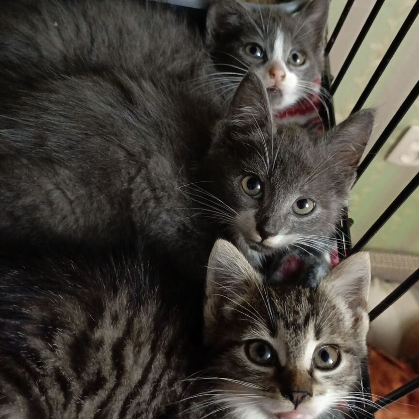 Котята в добрые руки