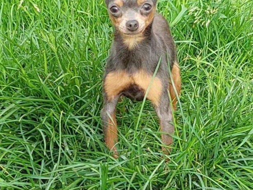 Мини мальчик голубо подпалый