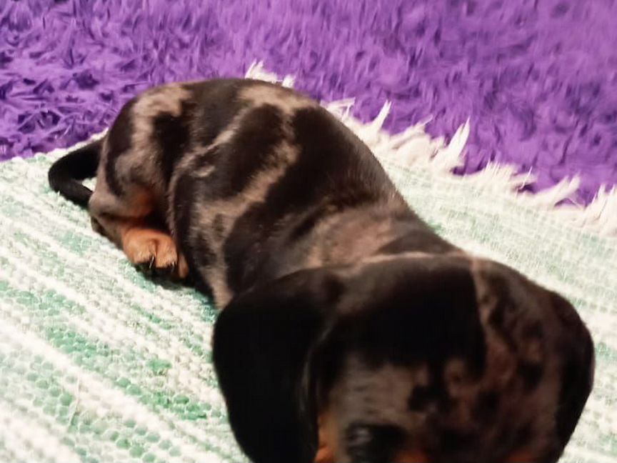 Такса блю мерле+чип