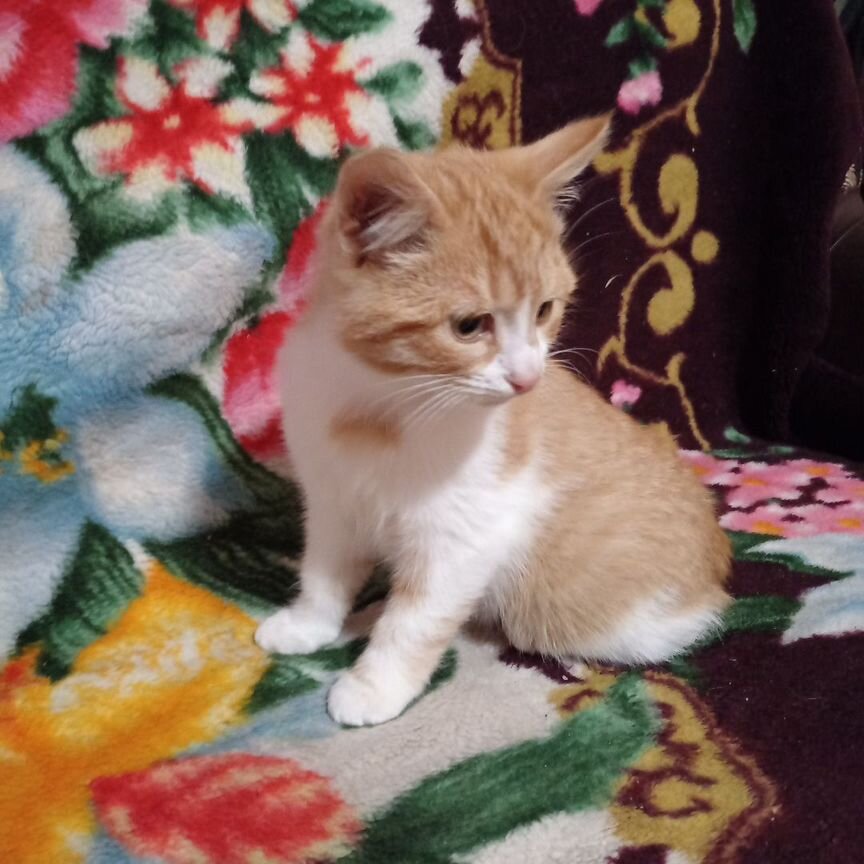 Отдам котёнка в добрые руки. Мальчик. 3 месяца