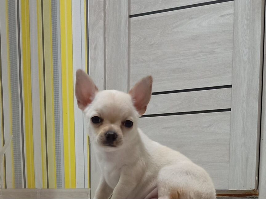 Чихуахуа девочка