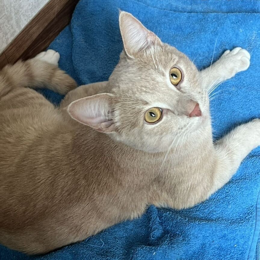 Котёнок в добрые руки