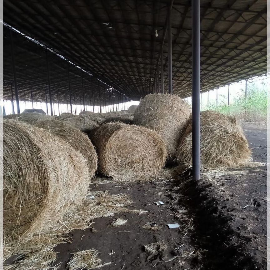 Солома просевная