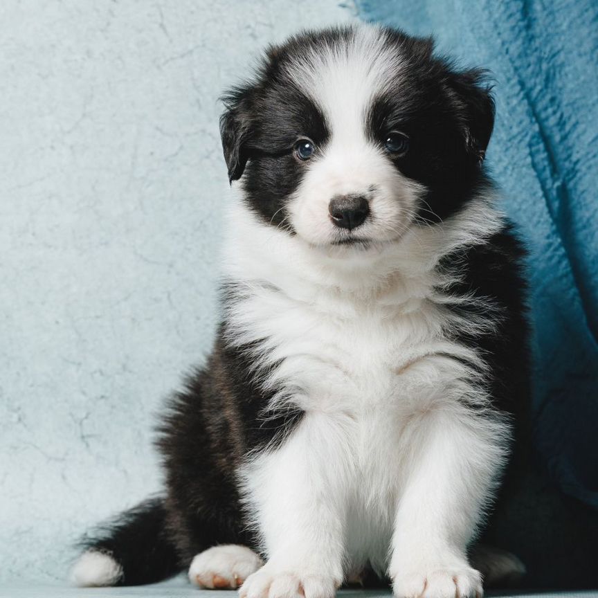 Бордер-колли, щенок