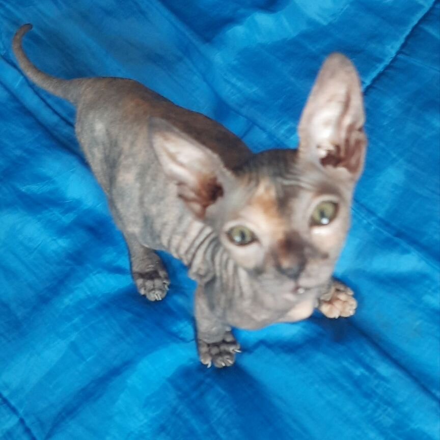 Котенок сфинкс