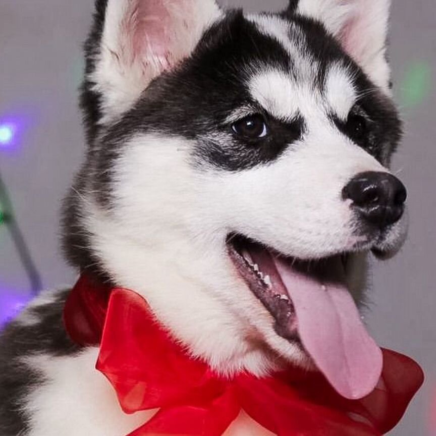 Сибирский хаски, щенок