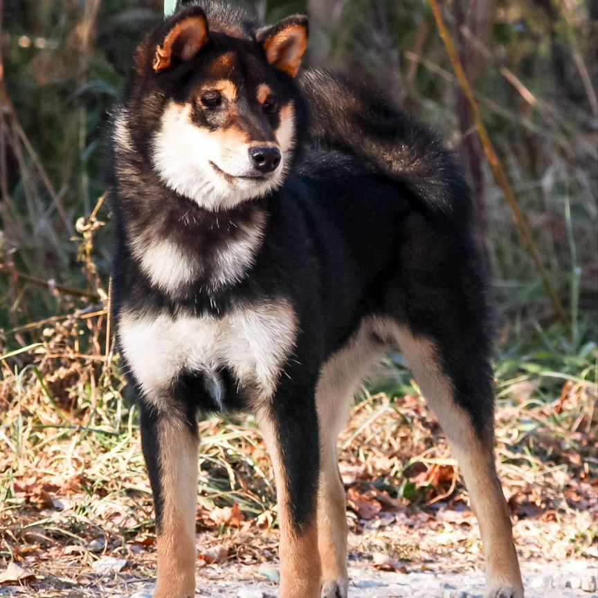 Сиба чп кобель продажа